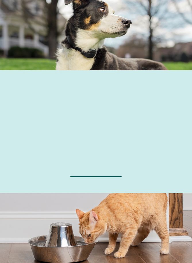 PetSafe products at Target