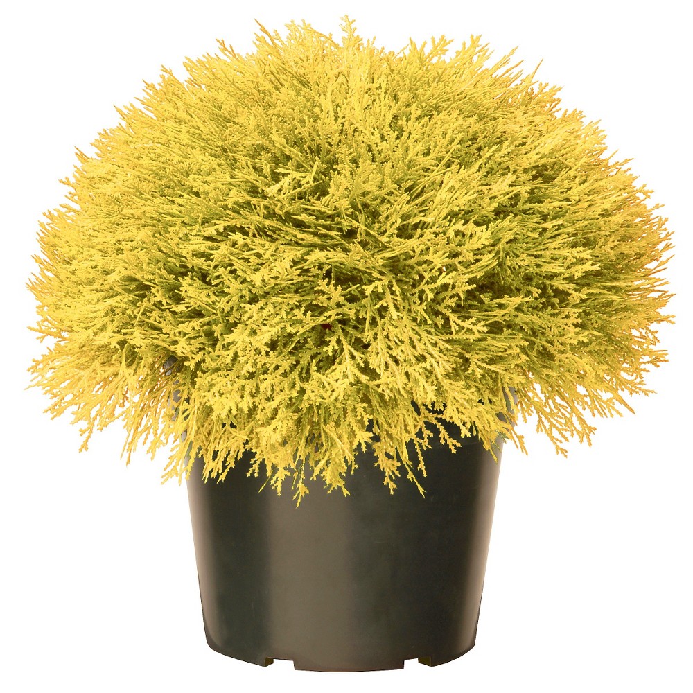 UPC 729083602399 - Juniper Bush with Green Pot - Golden (15"), Yellow ...
