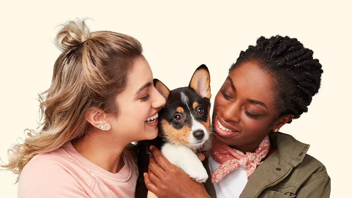 Top Pet Gifts at Target : Toys, Treats & More