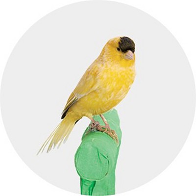 Bird Food : Bird Supplies : Target