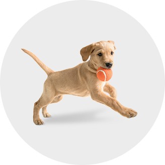 Dog Toys : Target