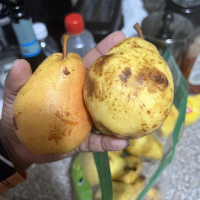Kid-sized Bartlett Pears - 3lb Bag - Good & Gather™ : Target