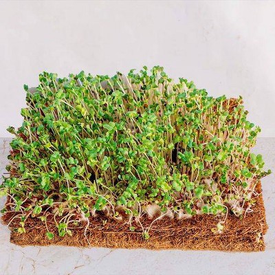 Envelor 20pk Coco Coir Grow Mats For Microgreens And Basket Liners : Target