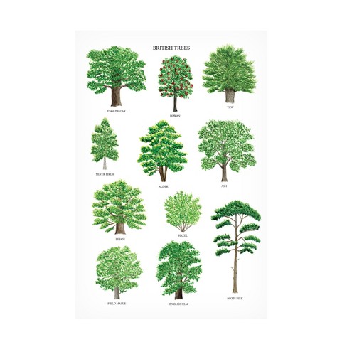 Trademark Fine Art - Sarah Frances British Trees Canvas Art - 22 X 32 ...