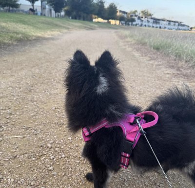 Voyager Dual-attachment No-pull Dog Harness For Active And Outdoor Dogs ...