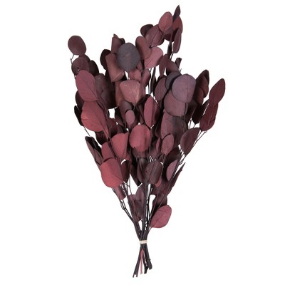 Vickerman Natural Botanicals 18-20" X 8" Eucalyptus Populus Red, 100 ...