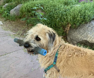 Long Rubber Stick With Crinkles Dog Toy - Blue - Boots & Barkley™ : Target
