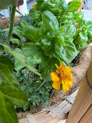 Gardener's Supply Company Elevated Bamboo Tomato Planter And Trellis ...