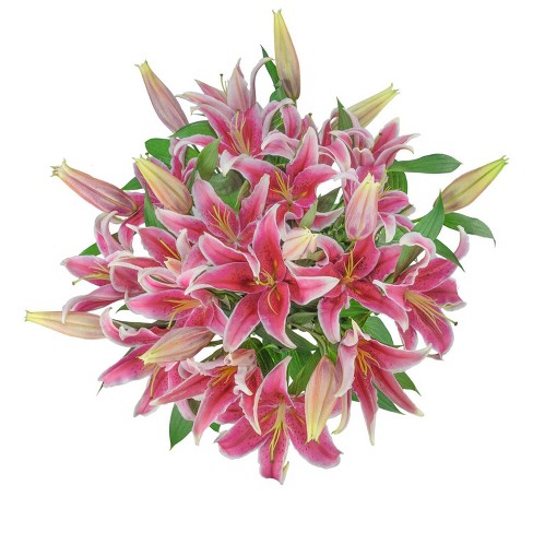 Fresh Cut Hot Pink Oriental Lily Flowers - 30 Stems : Target