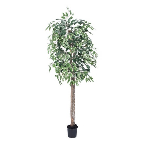 Vickerman 6' Artificial Variegated Ficus, Black Plastic Pot In A 7"lx7 ...