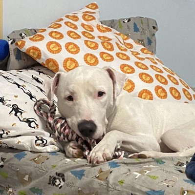 Purina Busy Bone Tiny Chewy Pork Flavor Dog Treats - 30ct : Target