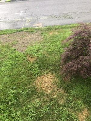 Scotts Turf Builder Weed & Feed Lawn Fertilizer For Multiple Grass ...