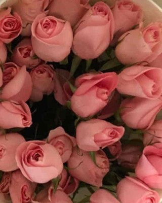 Fresh Cut Red Roses - 50 Stems : Target