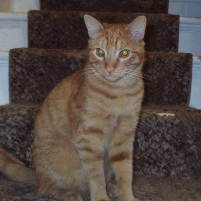 Vivitar 16mp Optical Lens Digital Camera - Black : Target