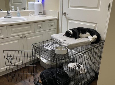 Freshpet Select Roasted Meals Tender Chicken And Vegetable Recipe ...