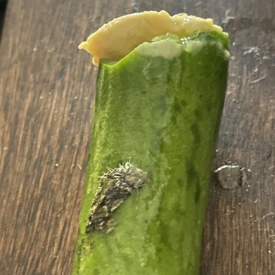 Mini Cucumbers - 16oz Bag - Good & Gather™ (packaging May Vary) : Target