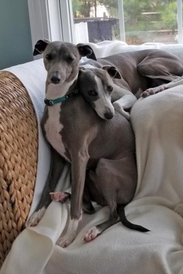 Purina Busy Bone Mini Chewy Pork Flavor Dog Treats : Target