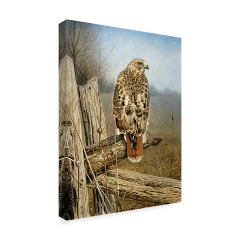 Trademark Fine Art -rusty Frentner 'red Tailed Hawk' Canvas Art - 14 ...