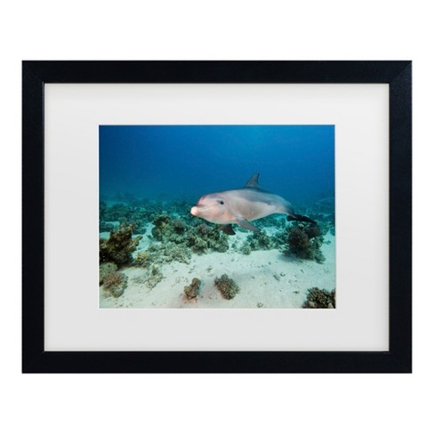 Dray Van Beeck Bottlenose Dolphin Matted Framed Art : Target