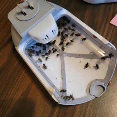 Zevo Indoor Flying Insect Trap Starter Kit For Fruit Flies, Gnats, And ...