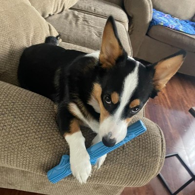 Long Rubber Stick With Crinkles Dog Toy - Blue - Boots & Barkley™ : Target