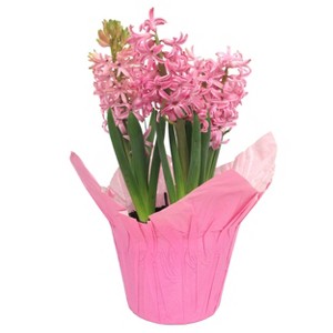 Live 6" Hyacinth Potted Plant in Potcover - Good Little Garden™ : Target