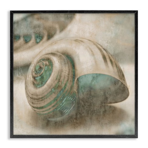 Stupell Industries Centered Sharkeye Seashell, 17" X 17" : Target
