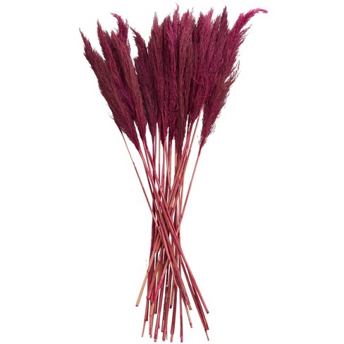 35 In. X 2 In. Dried Plant Pampas Natural Foliage With Long Stems Pink ...