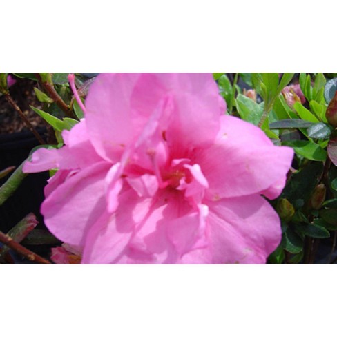 2.5qt Rosebud Azalea Plant With Pink Blooms - National Plant Network ...