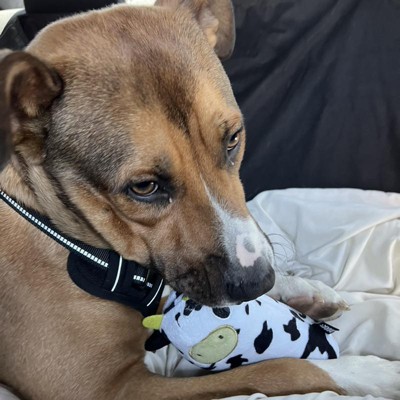 Bark Super Chewer Cow Dog Toy - Mad Cow : Target