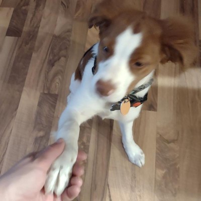 Blue Buffalo Nudges With Duck And Chicken Jerky Cuts Natural Dog Treats ...