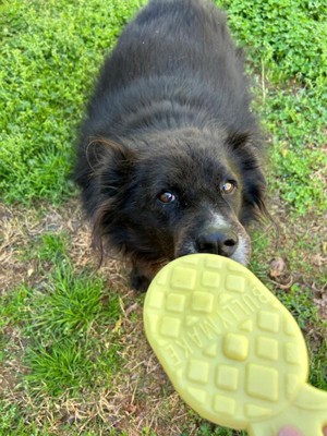 Bullymake Yellow Pineapple With Bacon Flavor Tough Chew Dog Toy : Target