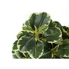 HomeStock Artificial Plant, 14" Tall, Ficus, Indoor, Faux, Fake, Table ...