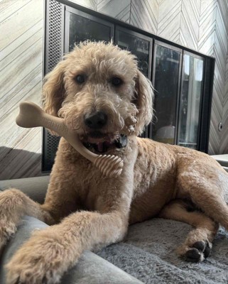 Betterbone Hard Classic Nylon Free Dog Bone Chew Toy - S : Target