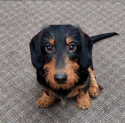 Bocce's Bakery Bedtime Tea With Vanilla And Banana Flavors Dog Treats ...