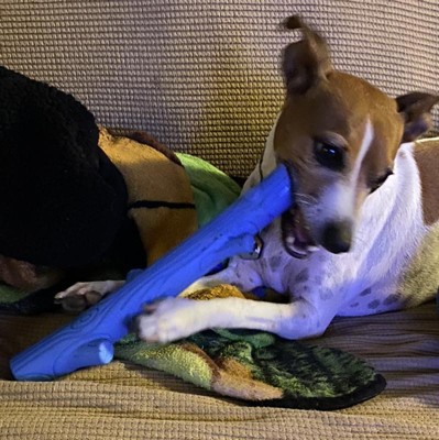 Long Rubber Stick With Crinkles Dog Toy - Blue - Boots & Barkley™ : Target