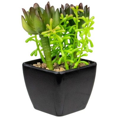 Northlight Potted Artificial Succulent Arrangement - 6" : Target
