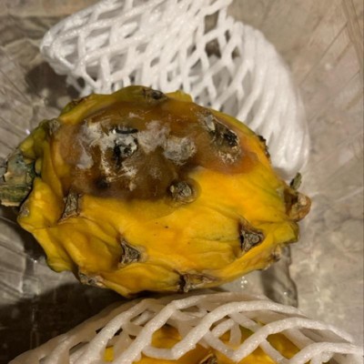 Yellow Dragon Fruit - 2ct : Target
