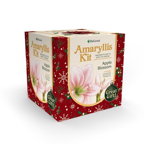 Degroot Amaryllis Gift Box Bulb Kit (pack Of 12) : Target