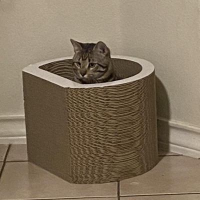 Tunnel Cat Scratcher - Boots & Barkley™ : Target