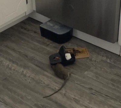 Tomcat Small Snap Trap For Rats : Target