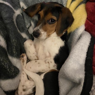 Adventure Time Best Bros! Adjustable Nylon Dog Collar : Target