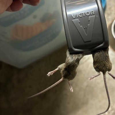 Victor Safe-set Mouse Traps - 2pk : Target