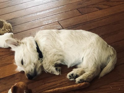 Bocce's Bakery Bedtime Tea With Vanilla And Banana Flavors Dog Treats ...