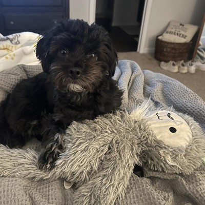 Goat Gray Dog Toy - M/l - Boots & Barkley™ : Target