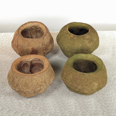 Vickerman 4" Sapa Pod, Dried : Target