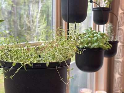 Triflora 5 Hanging Planter Black - Umbra: Ceiling & Wall Mount, Indoor ...