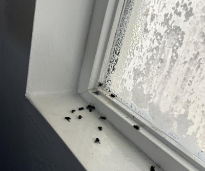 Raid Flying Insect Killer Outdoor Bug Spray - Fresh - 18oz : Target