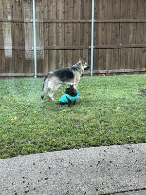 Bocce's Bakery Bedtime Tea With Vanilla And Banana Flavors Dog Treats ...