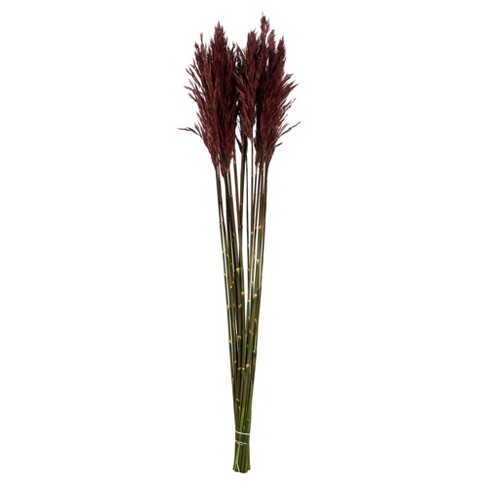 Vickerman 36" Merlot Plume Reed Bundle (15-20 Stems), Preserved : Target